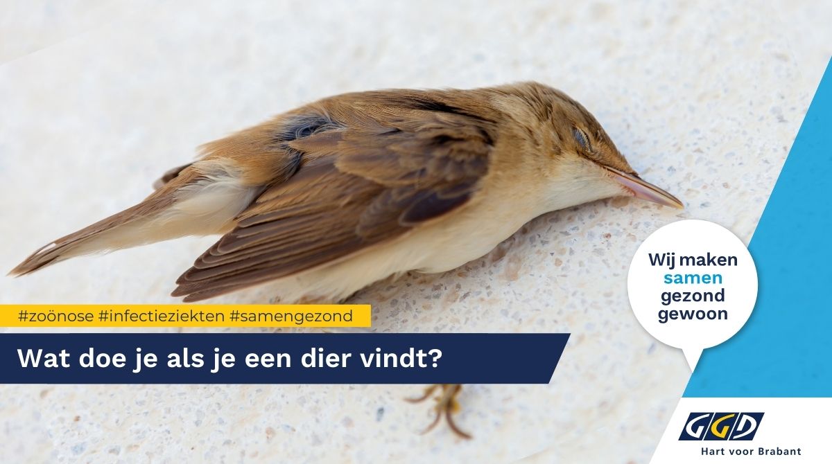 Wat doe je als je een dier vindt? - GGD Hart voor Brabant